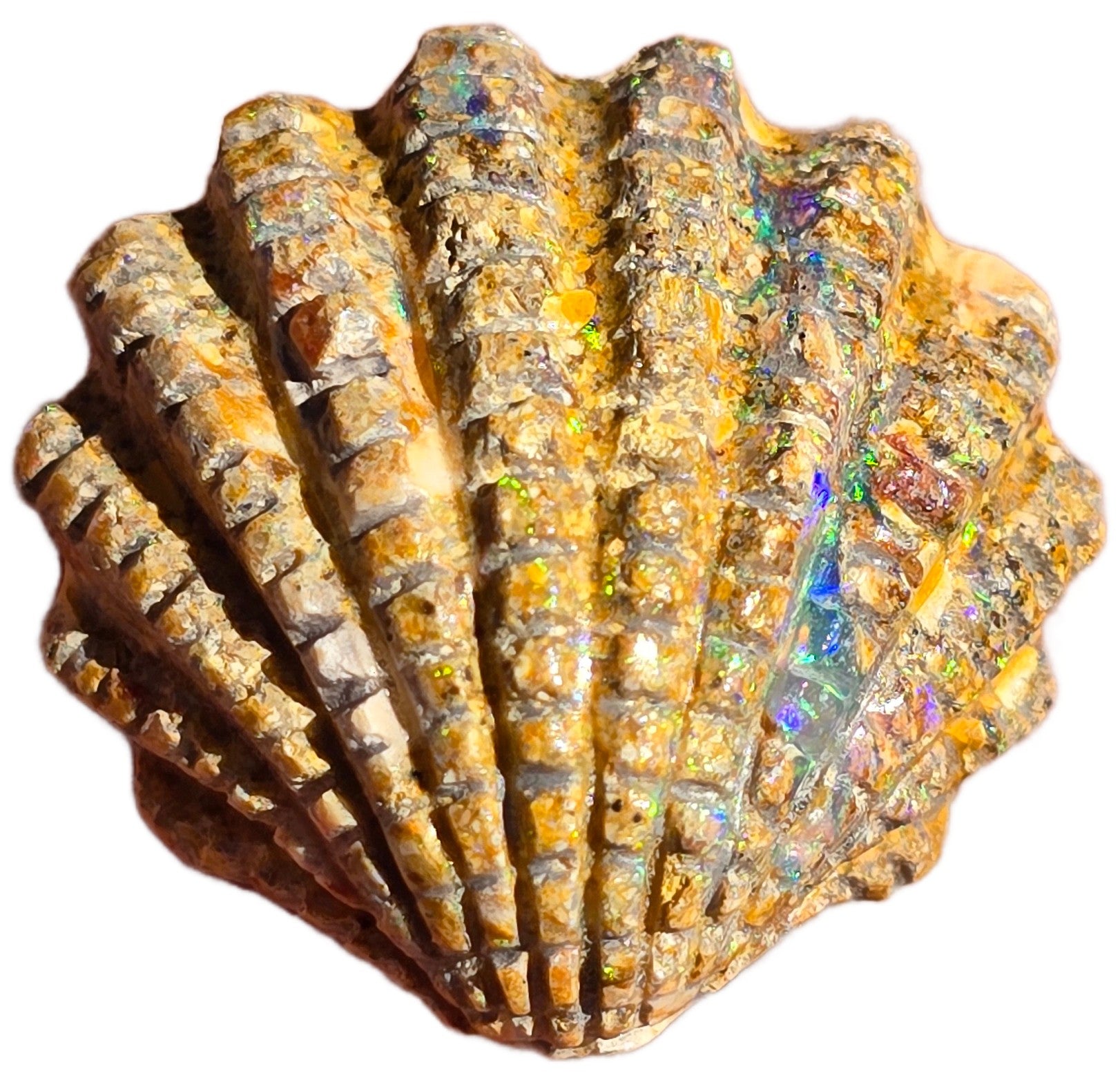 Exquisite 15.80 Ct Australian Boulder Opal Matrix Scallop Shell Carvin ...